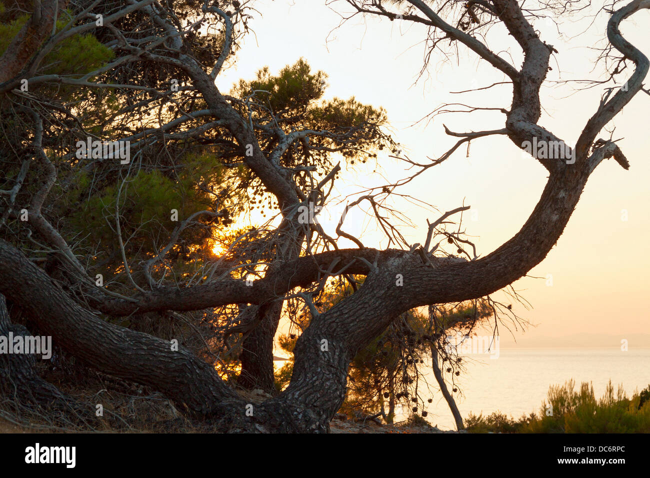 Sun on sunset through pine hi-res stock photography and images - Alamy