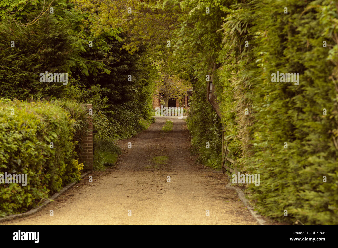 Long driveway surrounded by hedges Stock Photo - Alamy