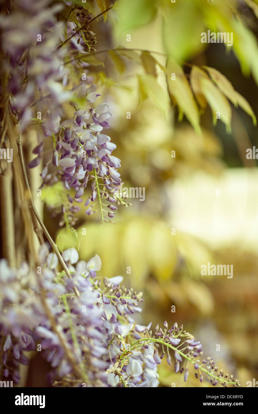 Wisteria leaves hi-res stock photography and images - Alamy