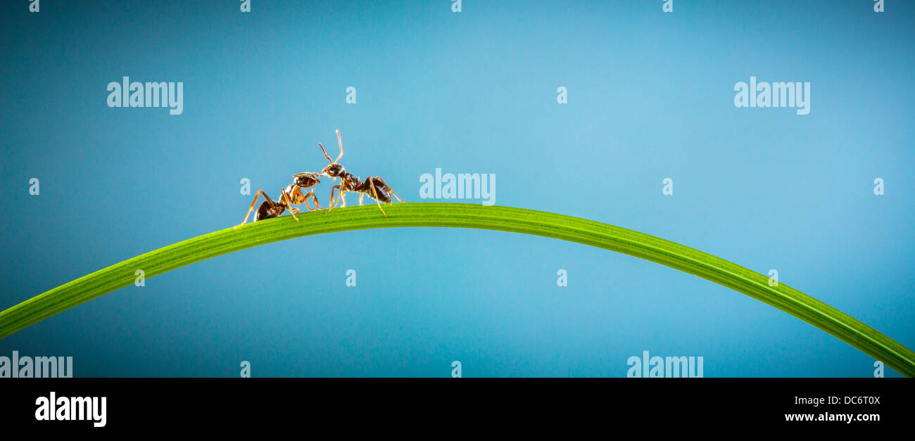 Two ants running around the curved green blade of grass on a blue ...