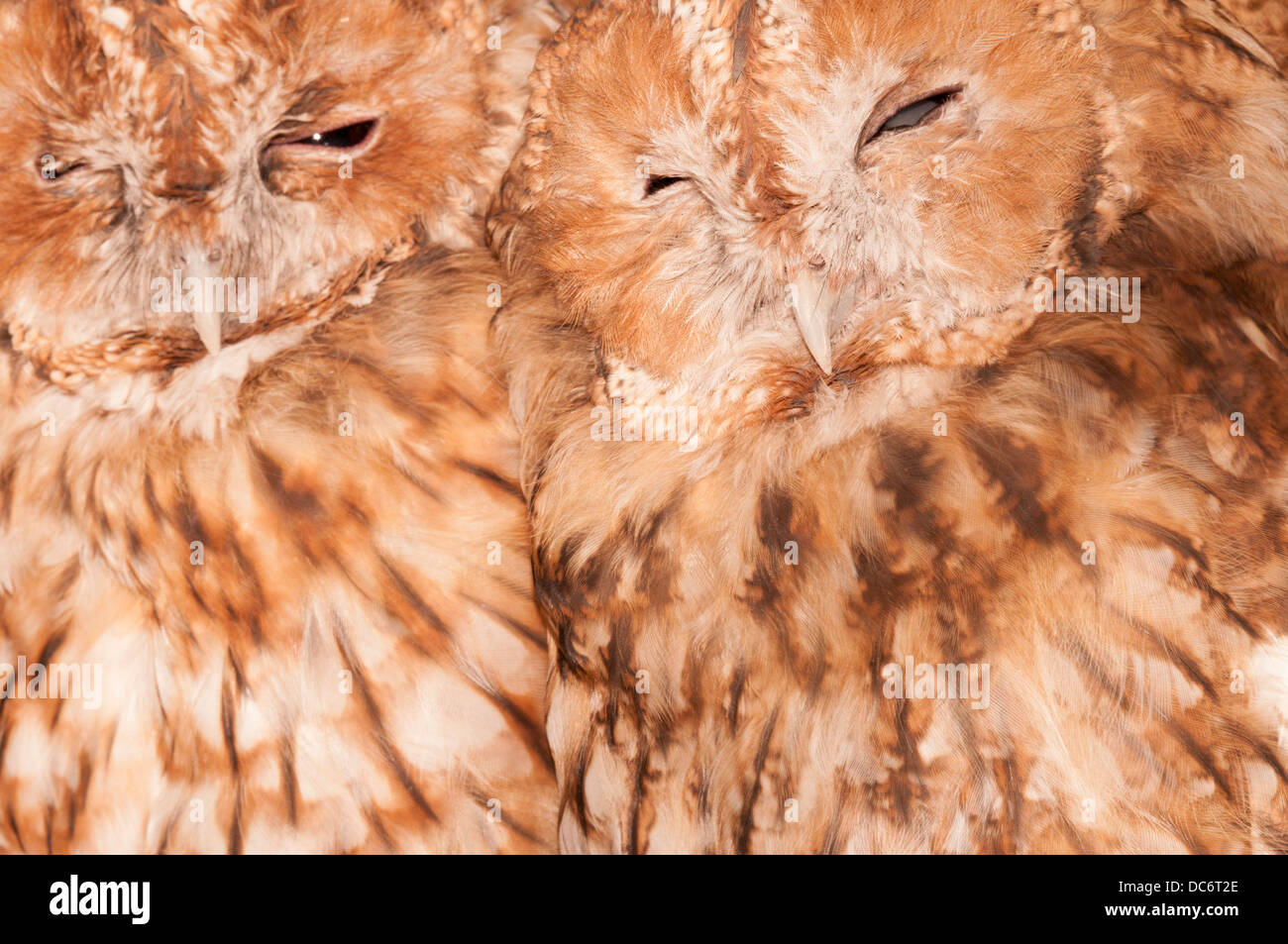 Huddle of birds hi-res stock photography and images - Alamy