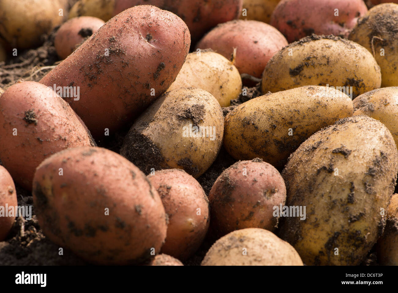 Crop of Freshly Dug Potatoes Stock Photo - Alamy