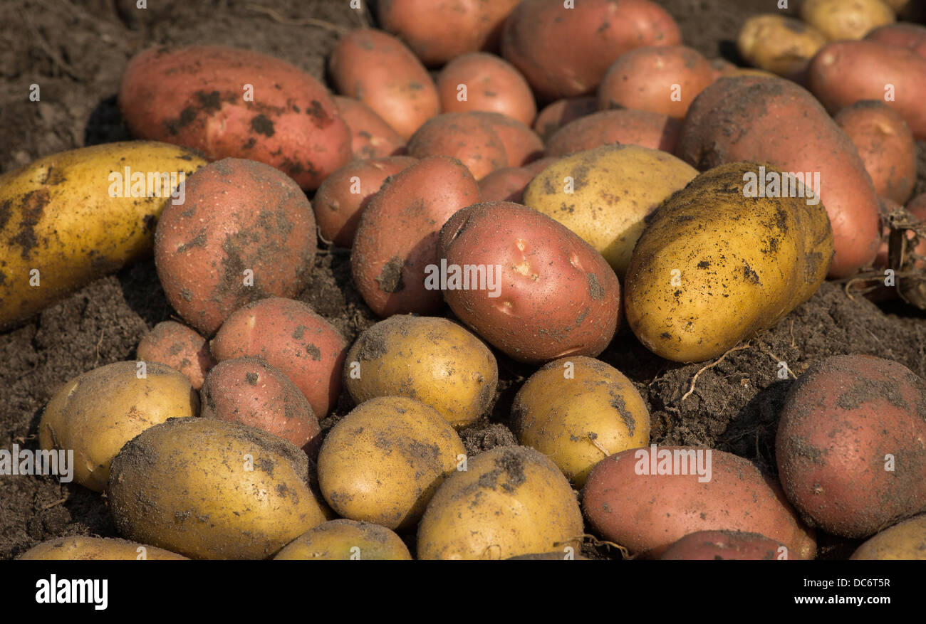 Summer Potato Harvest Stock Photo - Alamy