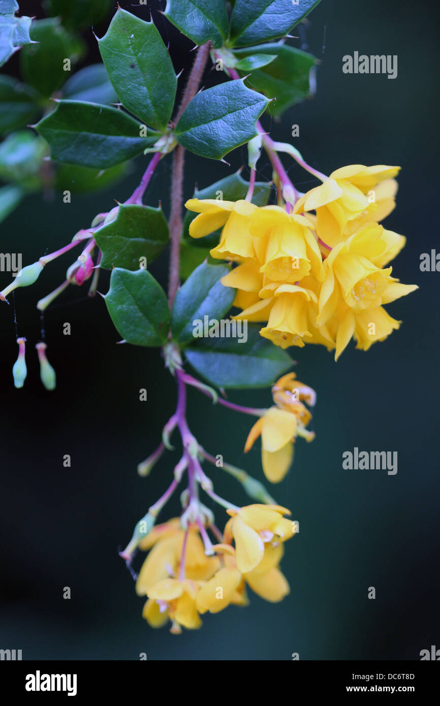 Charkes darwin hi-res stock photography and images - Alamy