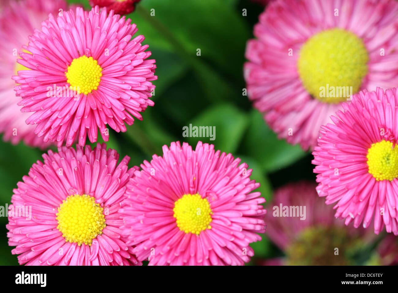 English daisy hi-res stock photography and images - Alamy