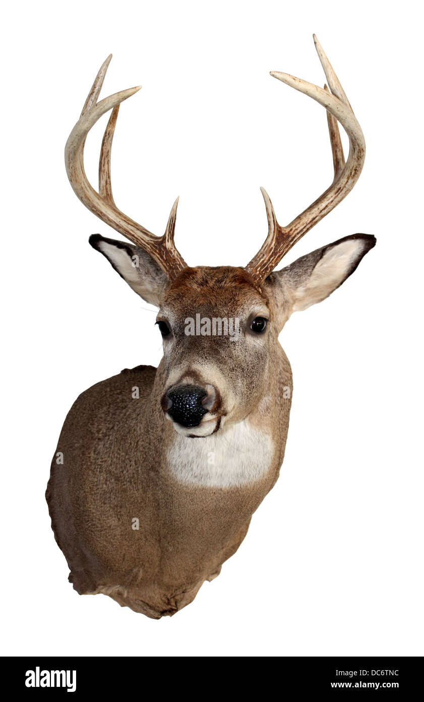 Mature whitetail deer Cut Out Stock Images & Pictures - Alamy