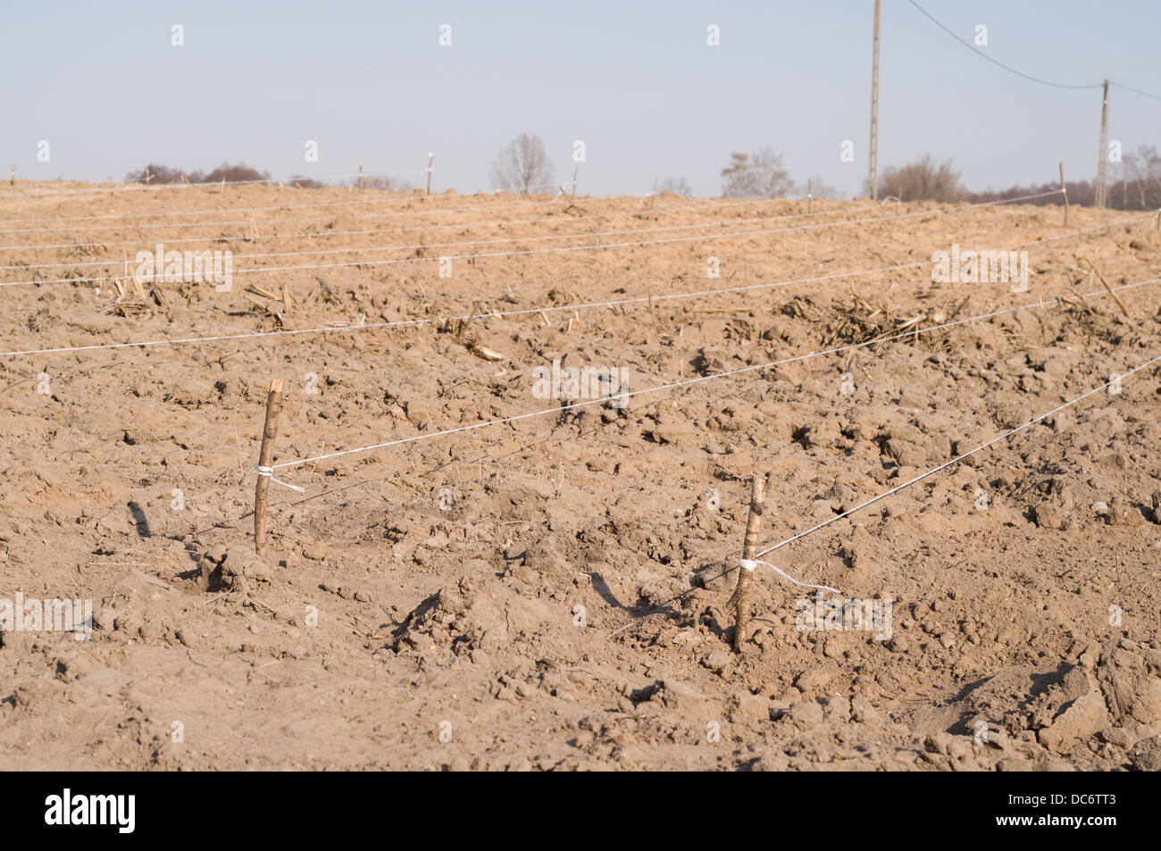 Organising empty allotment plot into rows using string Stock Photo - Alamy