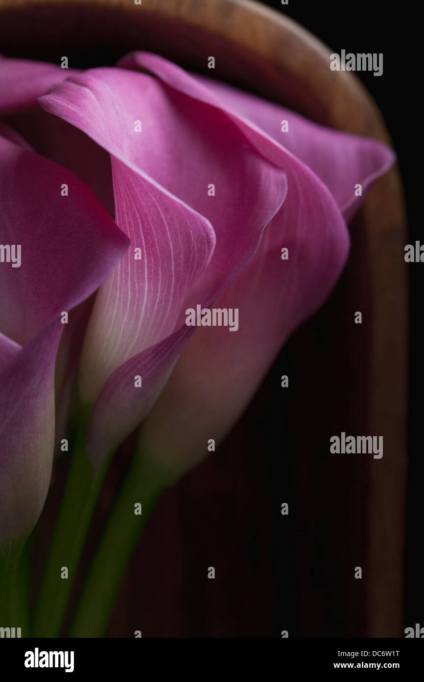 Cala Lilly Flowers Stock Photo - Alamy