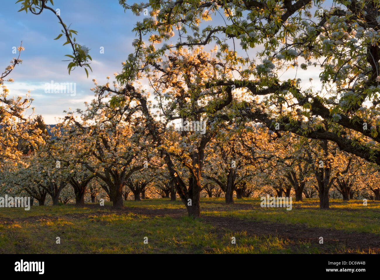 USA, Oregon, Hood River, Cherry tree in blossom Stock Photo - Alamy