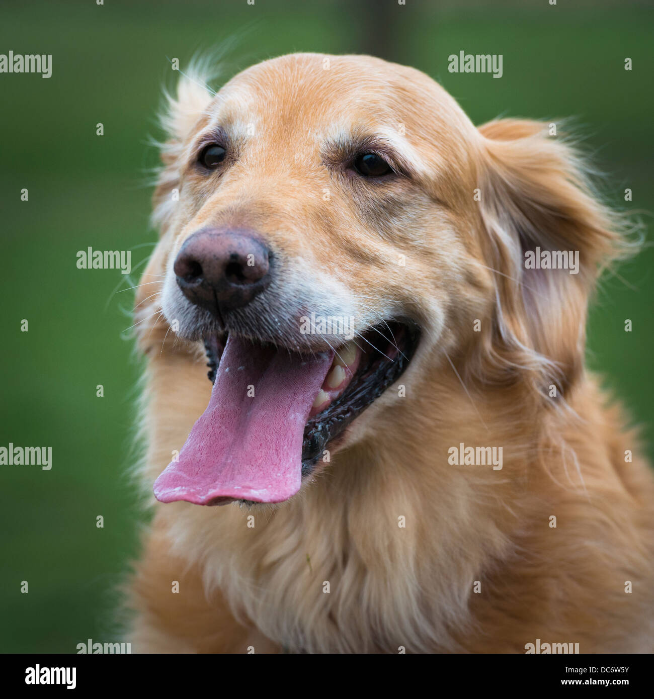 Happy and playful dog hi-res stock photography and images - Alamy