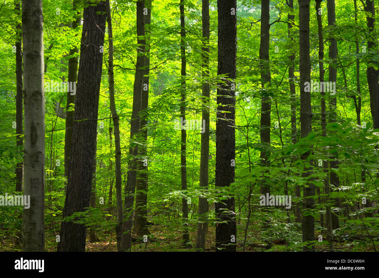 Timberland beauty hi-res stock photography and images - Alamy