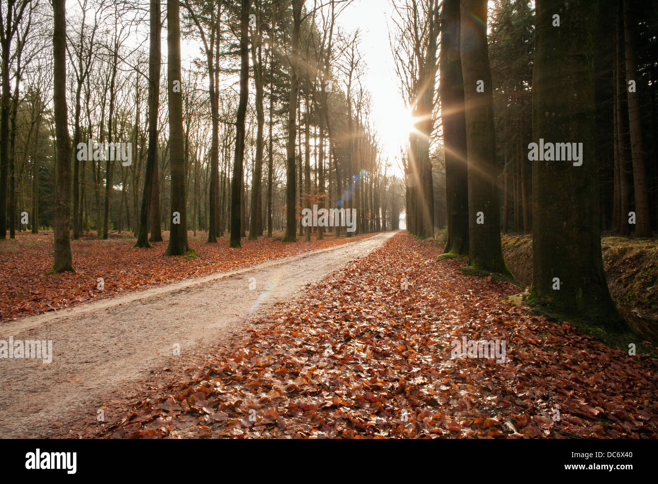 Netherlands, Goirle, Road in forest Stock Photo - Alamy