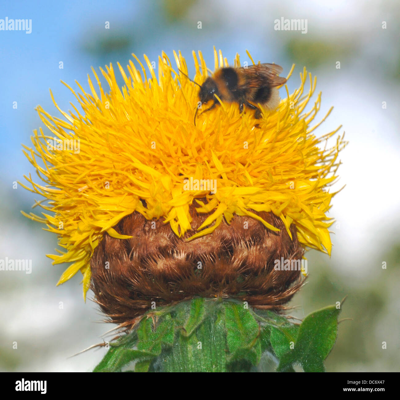 Bee On A Yellow Flower Stock Photo - Alamy