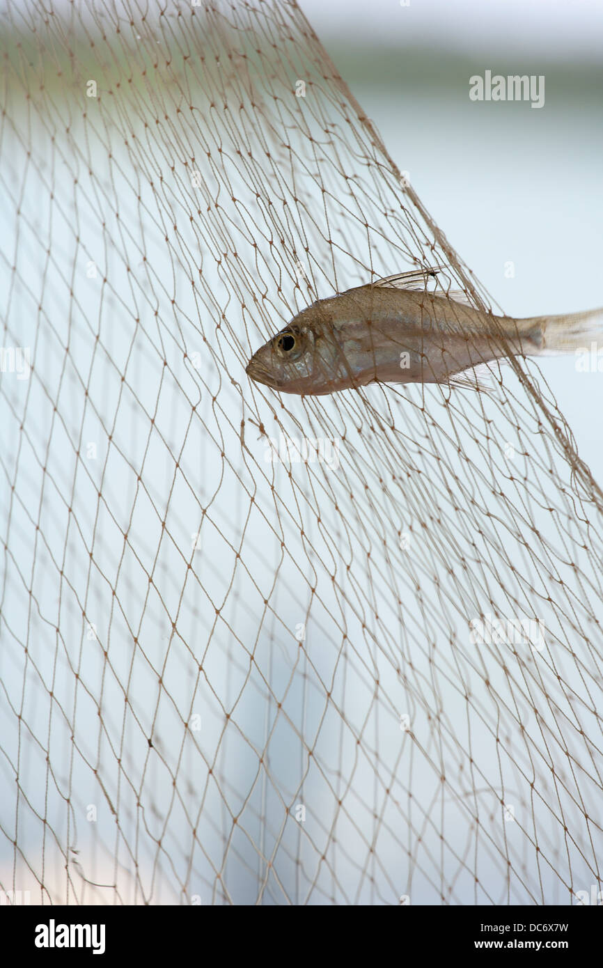 Small fish in net hi-res stock photography and images - Alamy