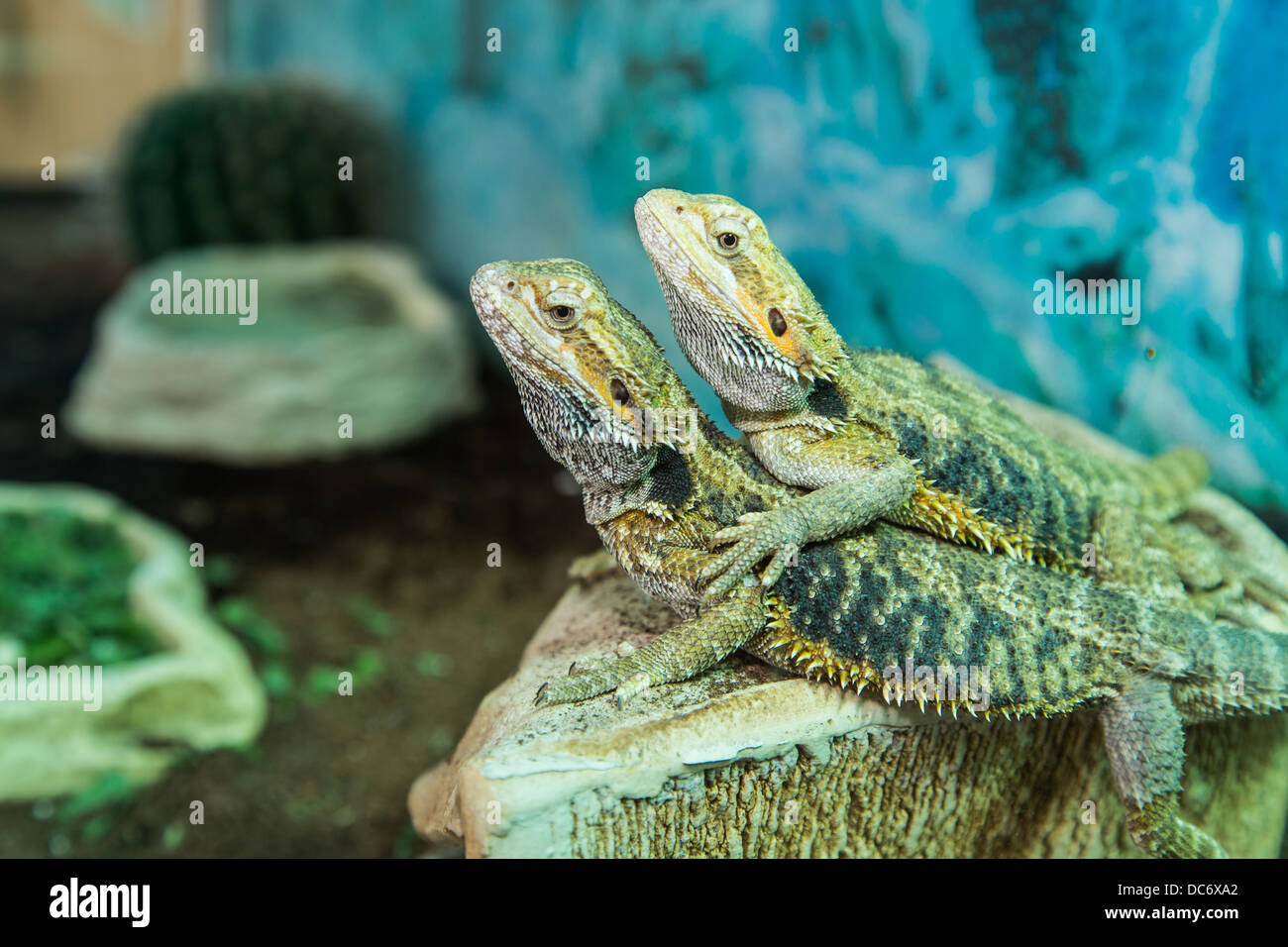 Tropical wildlife fauna plant horizontal hi-res stock photography and ...