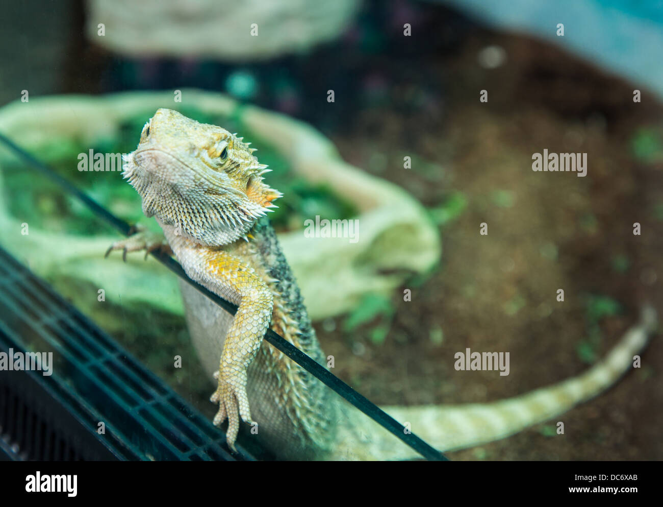 Lizard looking back hi-res stock photography and images - Alamy