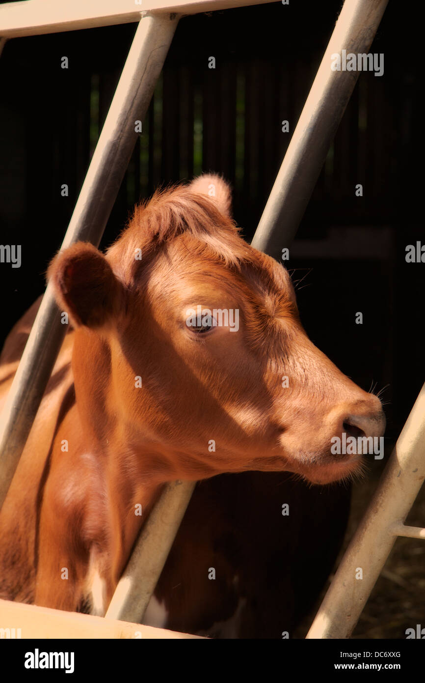Steel cow hi-res stock photography and images - Alamy