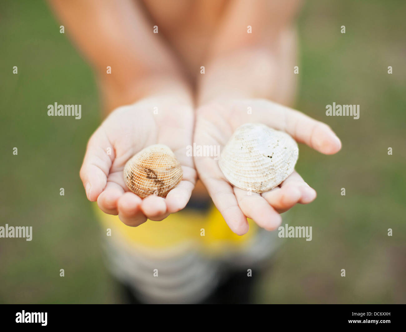 Only the shells hi-res stock photography and images - Alamy