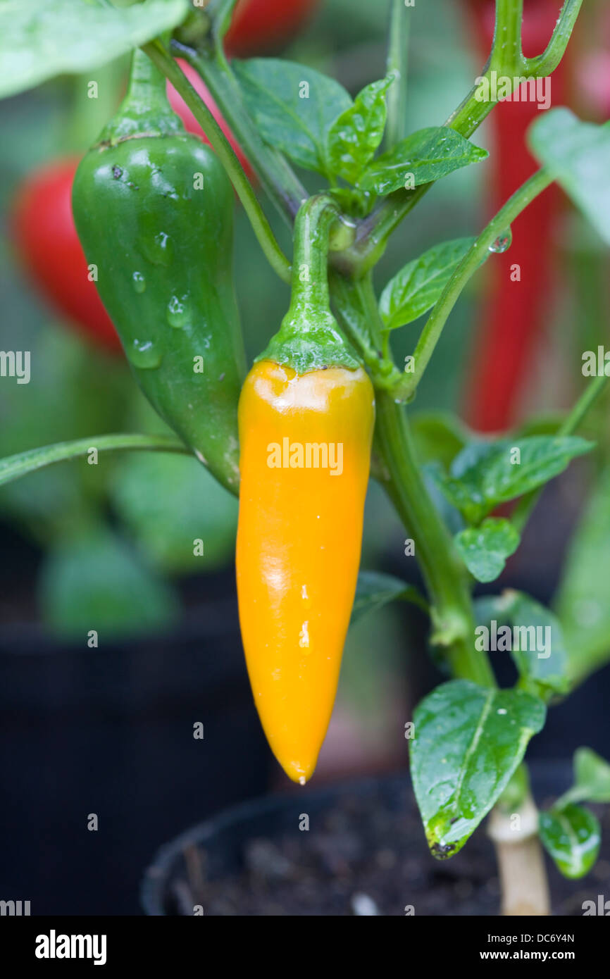 Chilli pepper bulgarian carrot hi-res stock photography and images - Alamy