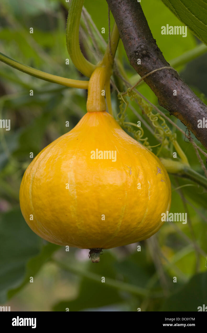 Cucurbita. Squash hanging on the plant Stock Photo - Alamy