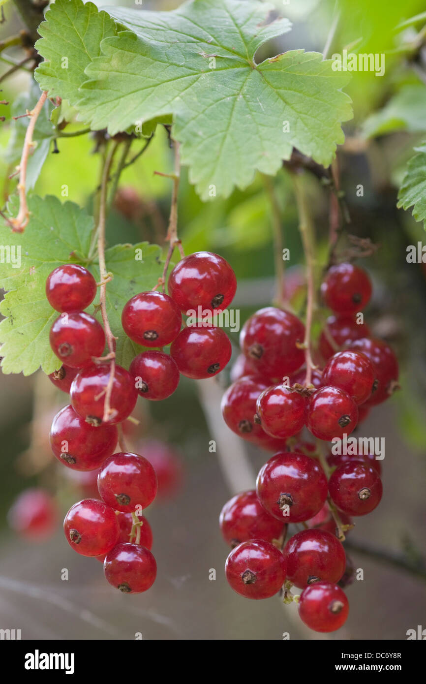 Junifer hi-res stock photography and images - Alamy