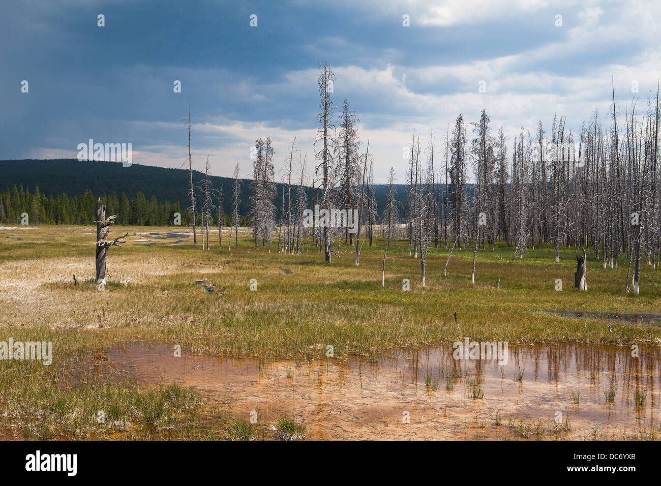 Yellowstone fire 1988 hi-res stock photography and images - Alamy