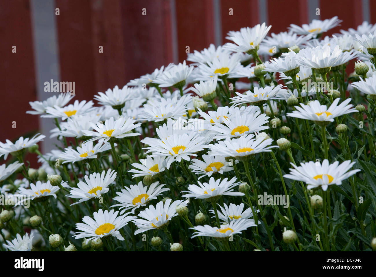 Daisy in the backyard hi-res stock photography and images - Alamy