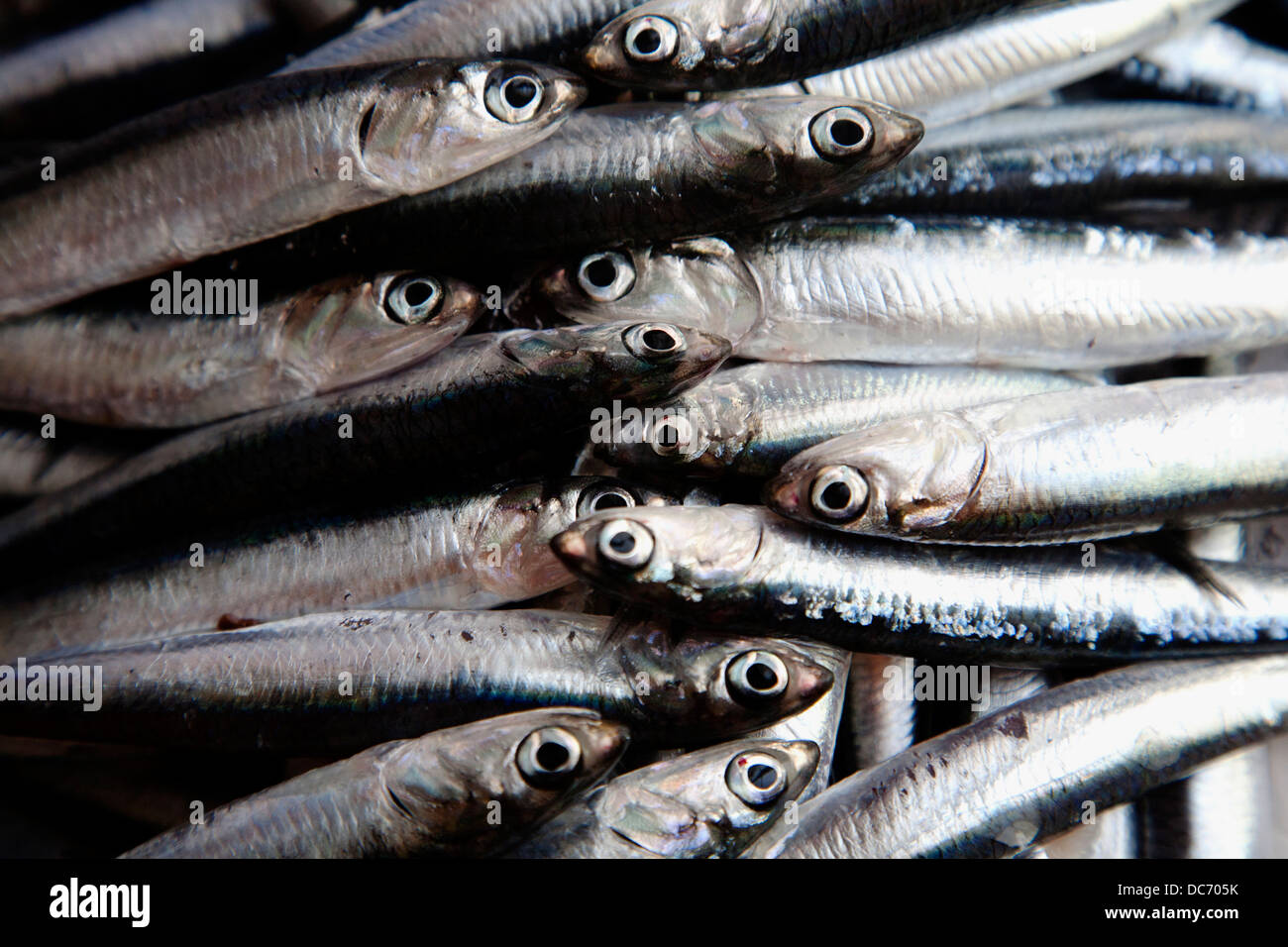 Anchovies spain hi-res stock photography and images - Alamy