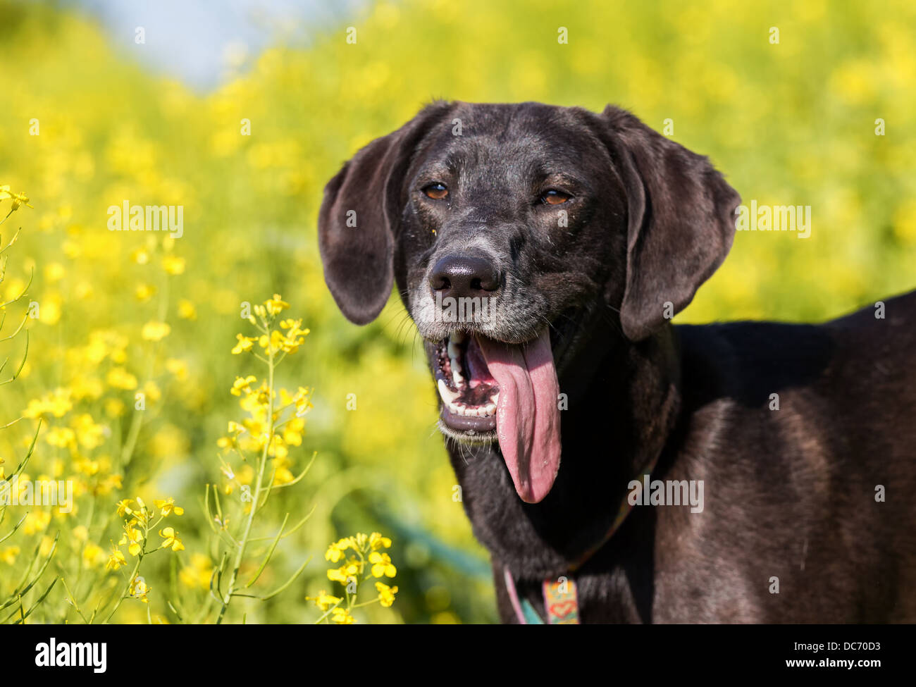 Farm dog in a field of canola Stock Photo - Alamy