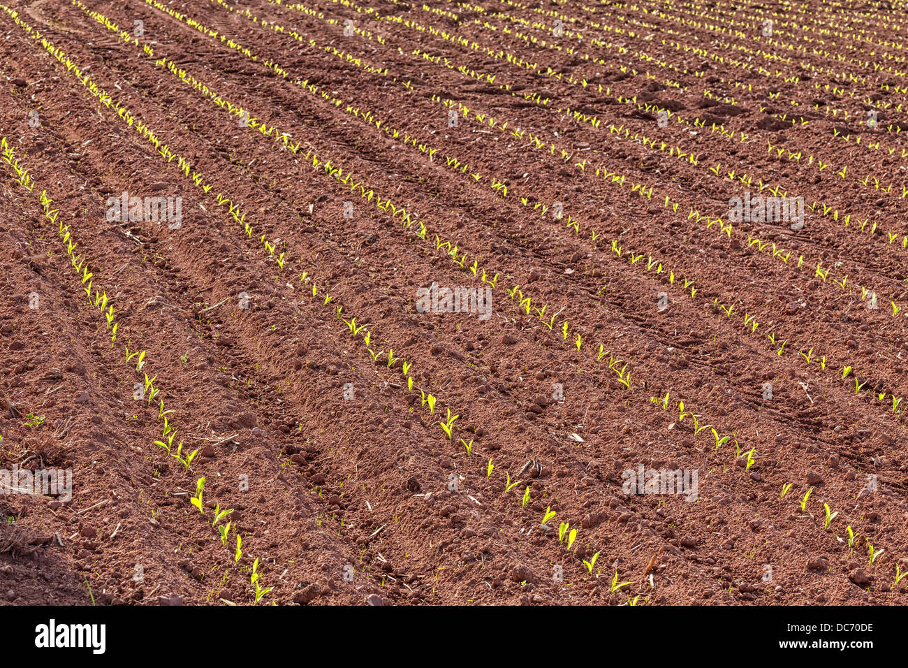 Seedling and farm crop field hi-res stock photography and images - Alamy