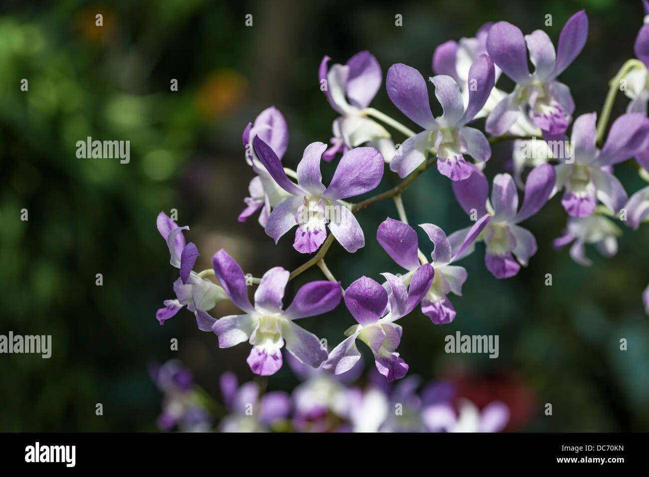 Purple cattleya orchid flower hi-res stock photography and images - Alamy
