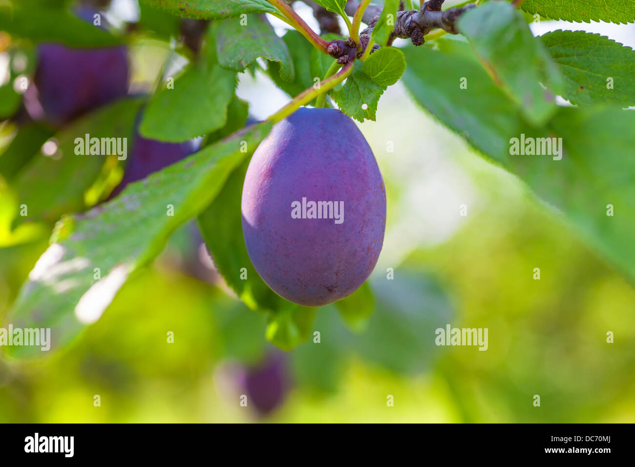 Ripe plums hanging from a tree in an orchard Stock Photo - Alamy