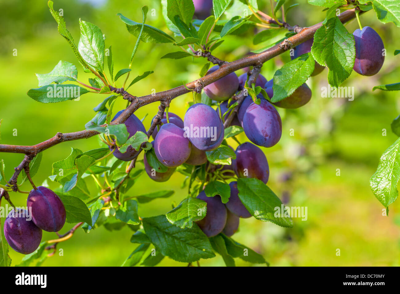 Ripe plums hanging from a tree in an orchard Stock Photo - Alamy