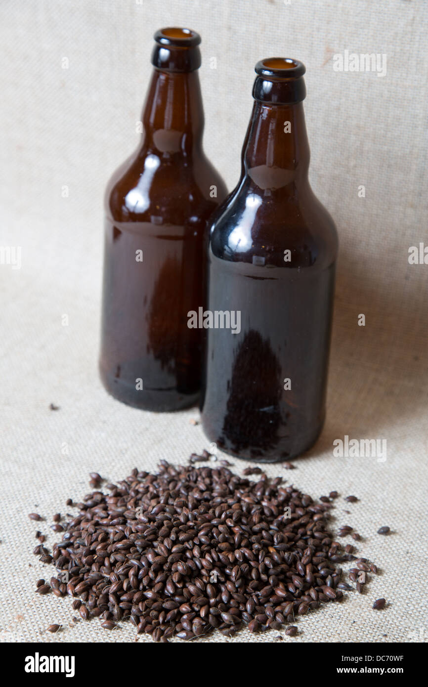 Roasted barley, used as an ingredient in beer brewing, with two beer ...