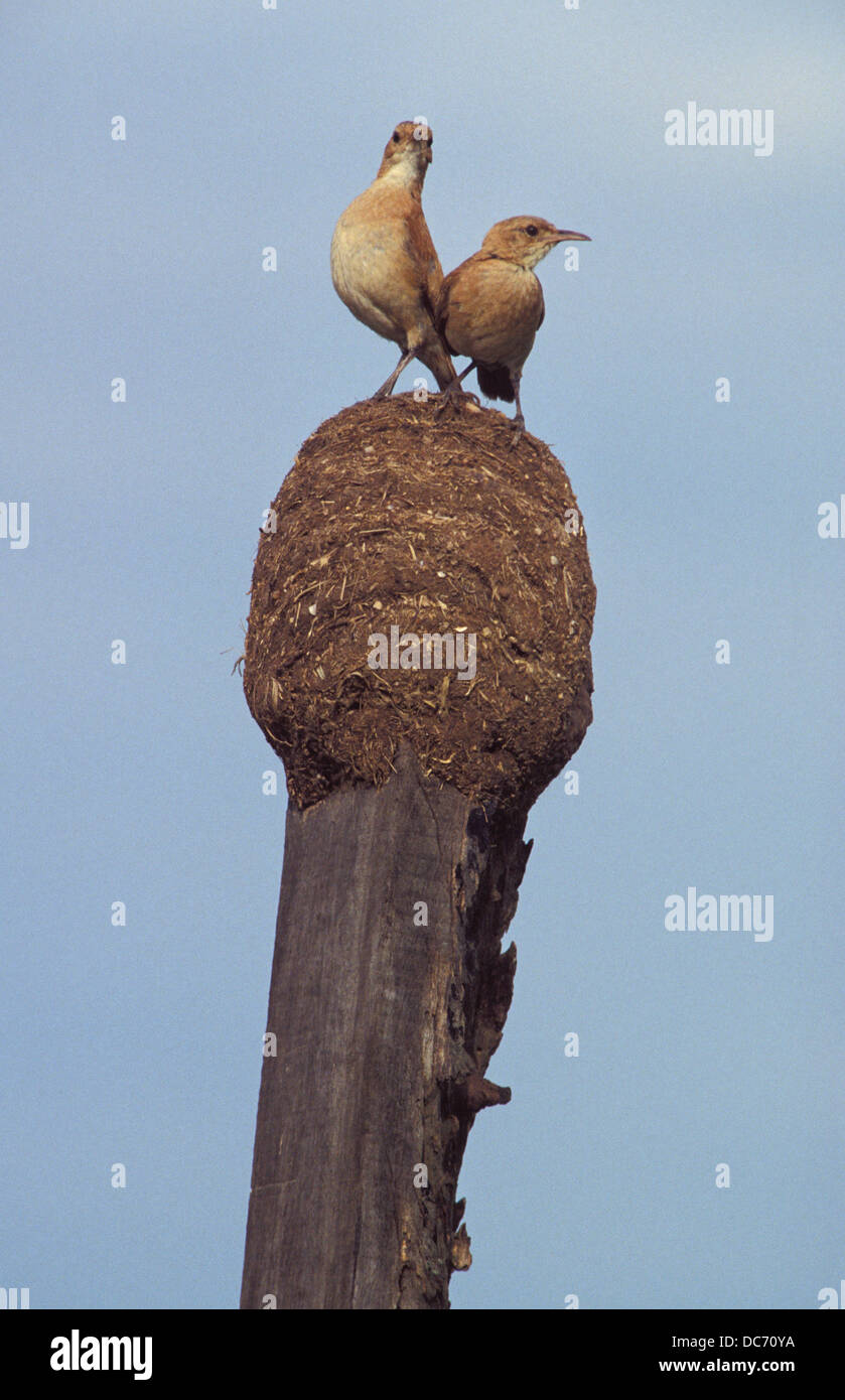 The Rufous Hornero ( Furnarius rufus ) medium-sized ovenbird in the ...