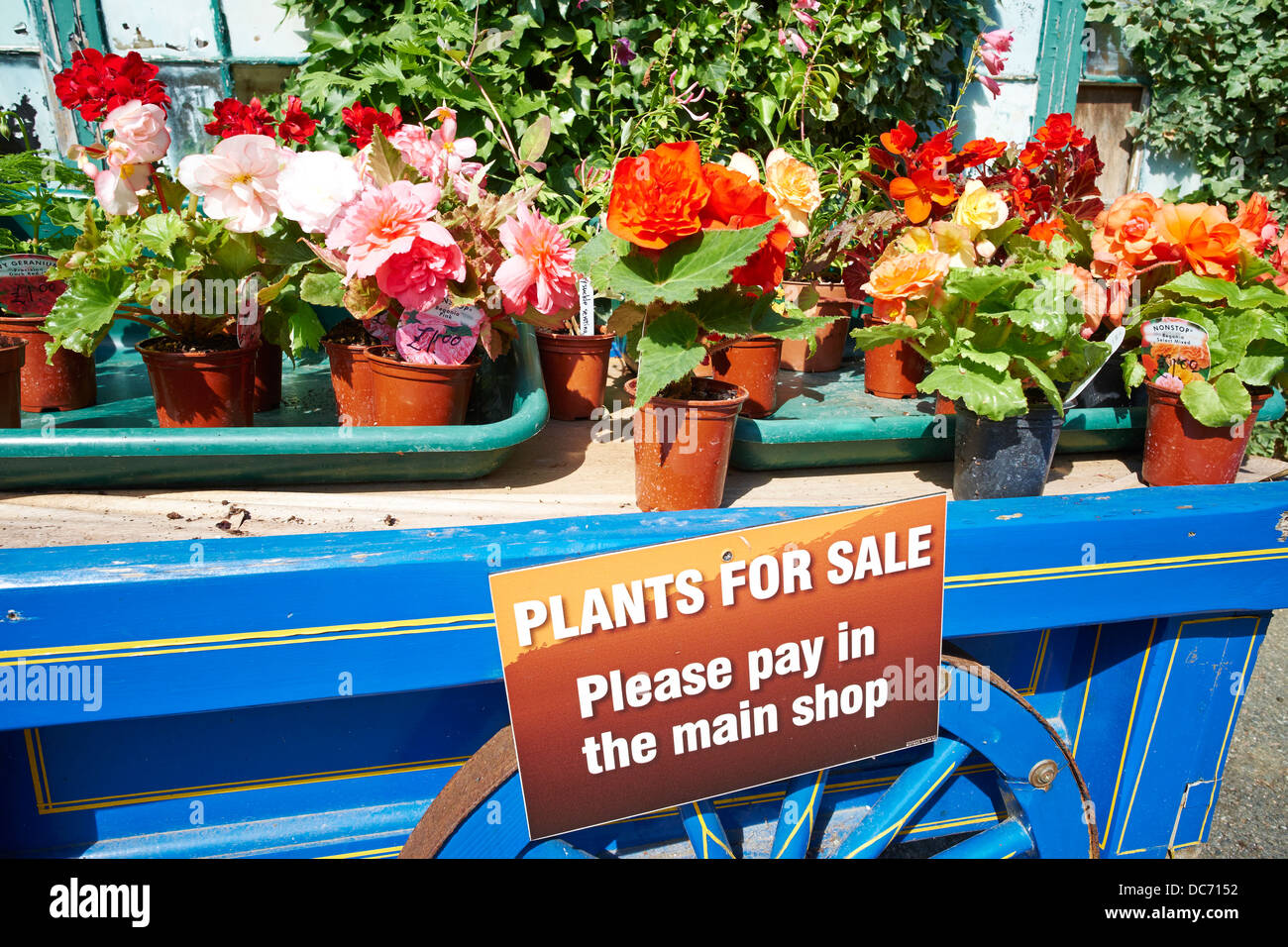 Small Blue Cart With Plants For Sale Sign Port Lympne Wild Animal Park ...