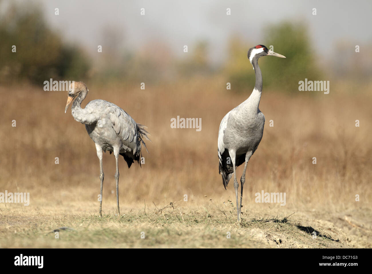 Adult crane hi-res stock photography and images - Alamy