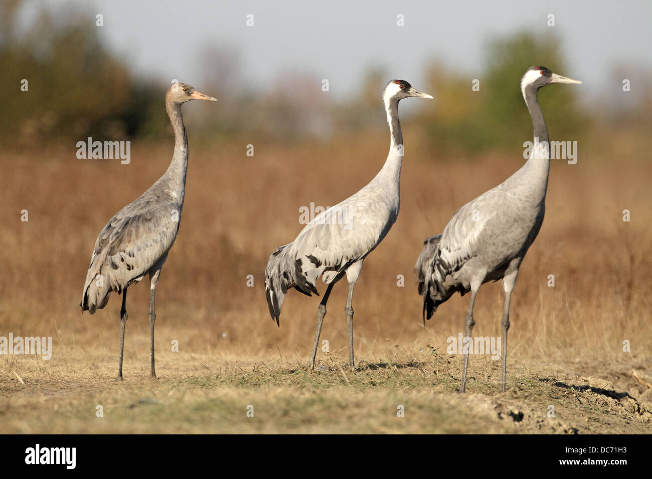 Common crane hi-res stock photography and images - Alamy
