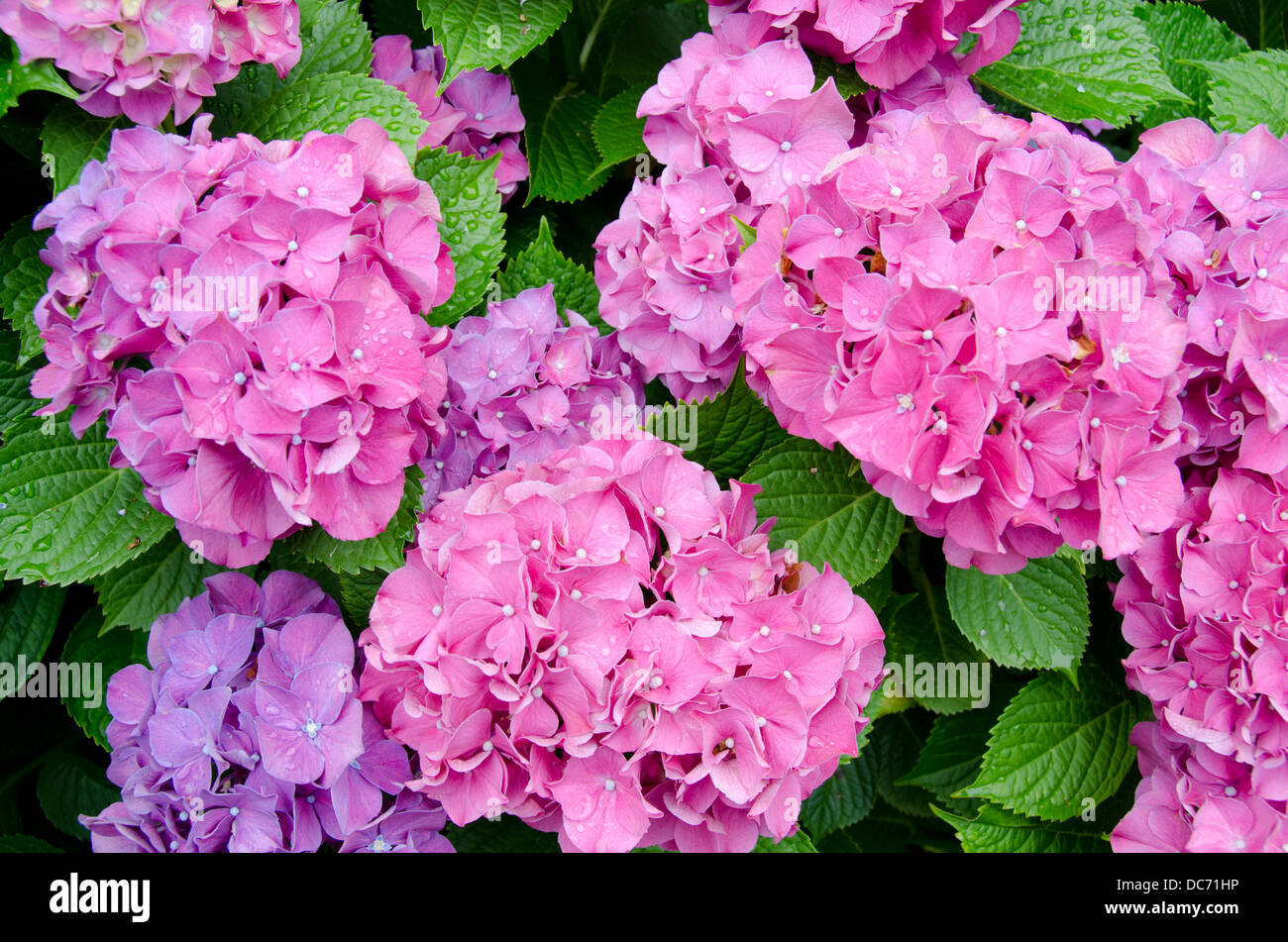 Hydrangeas hi-res stock photography and images - Alamy