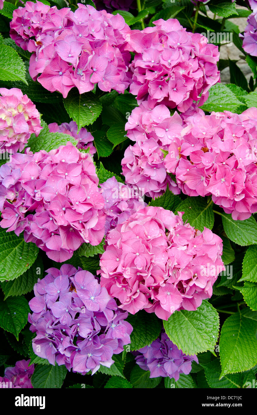 Hydrangeas hi-res stock photography and images - Alamy