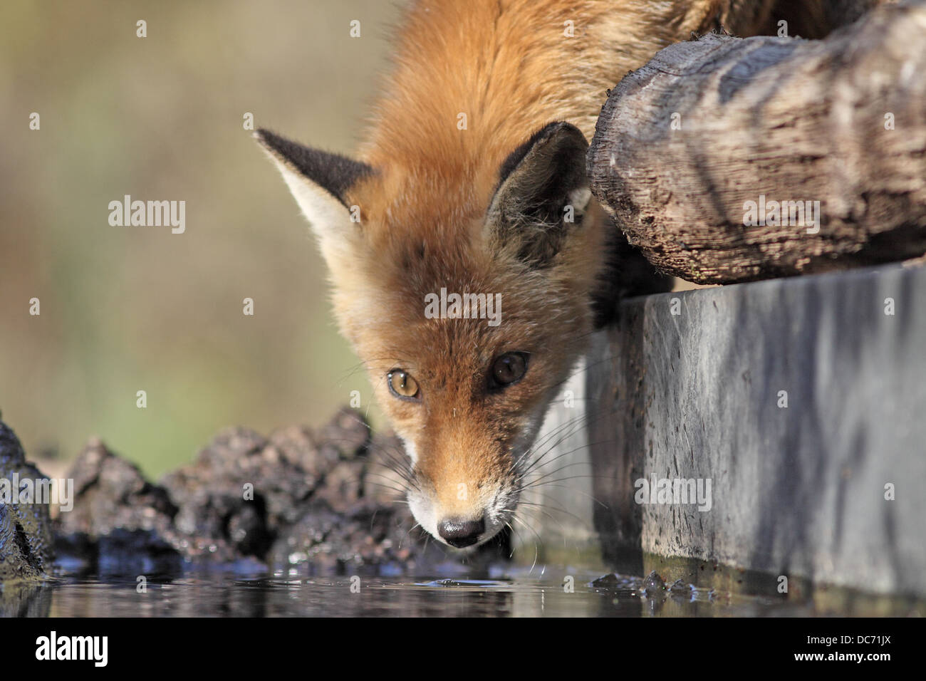 (Red) Fox, Vulpes vulpes drinking at trough Stock Photo - Alamy