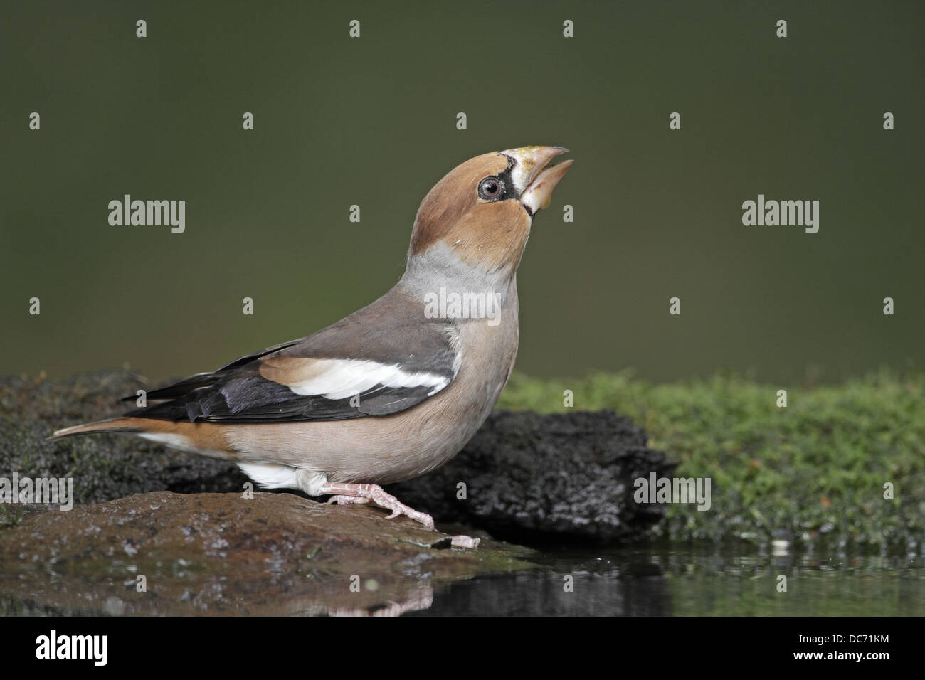 Hawfinch, Coccothraustes coccothraustes female drinking Stock Photo - Alamy