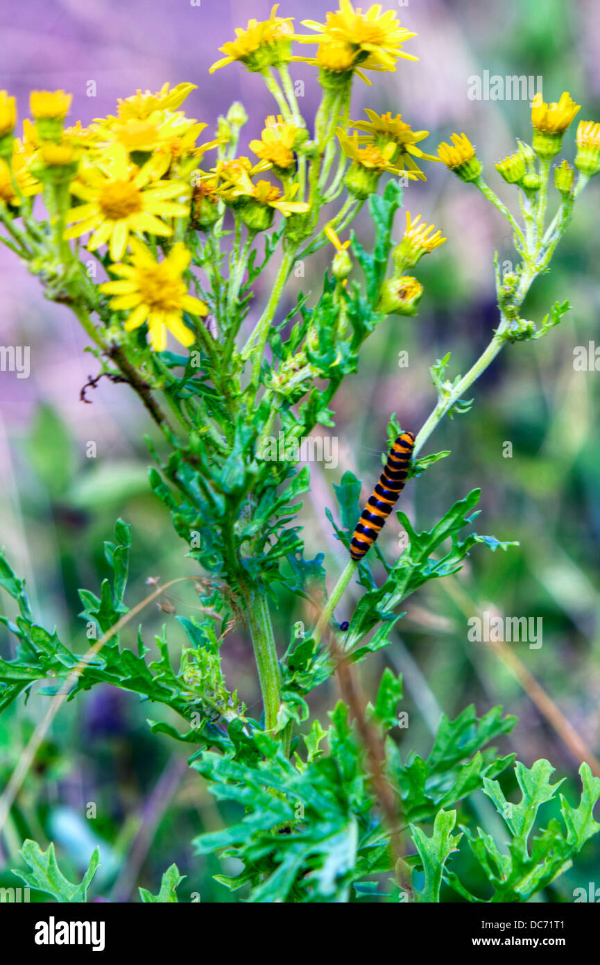 Tyria jacobaeae on ragwort plant insect caterpillar in UK England Stock ...