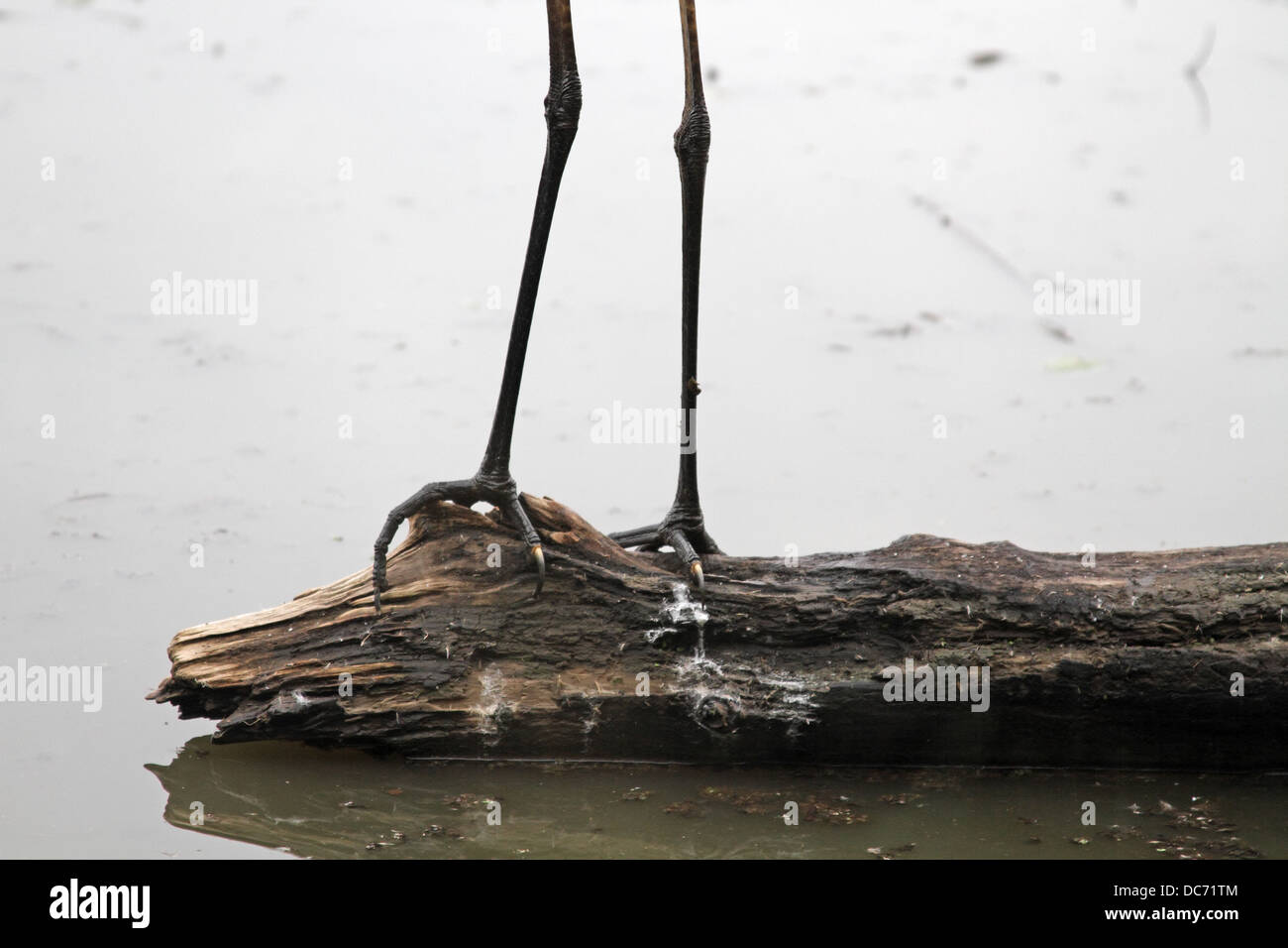 Great (White) Egret, Ardea alba, (Casmerodius albus), showing feet ...