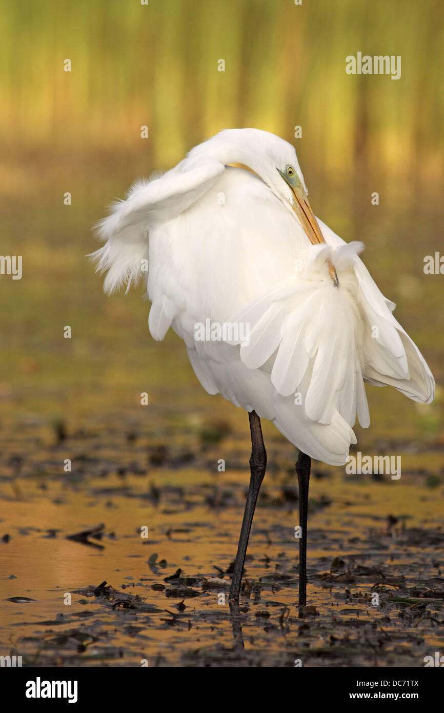 Preening preen hi-res stock photography and images - Alamy
