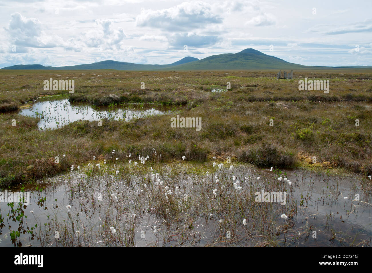Cotton grass and pools at the Forsinard Flows RSPB nature reserve ...