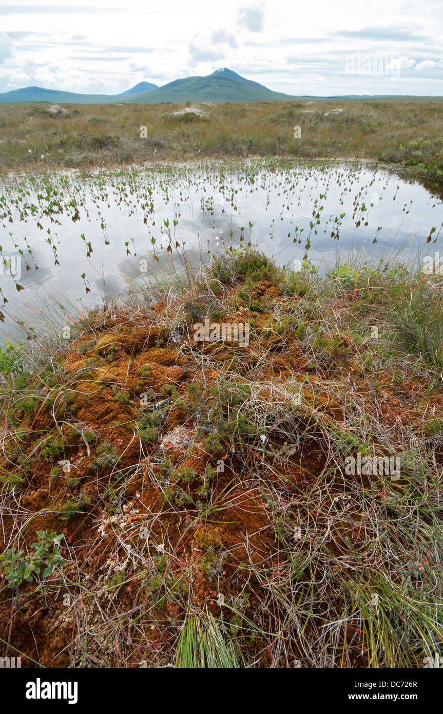 Pool at the Forsinard Flows RSPB nature reserve. Forsinard, Strath ...