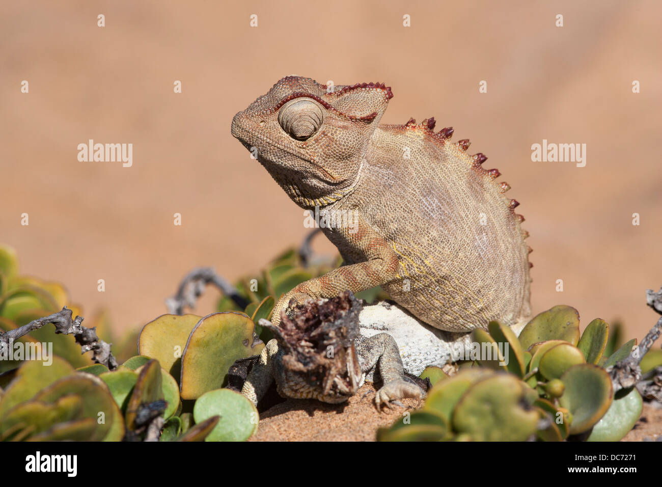 Dead chameleon hi-res stock photography and images - Alamy