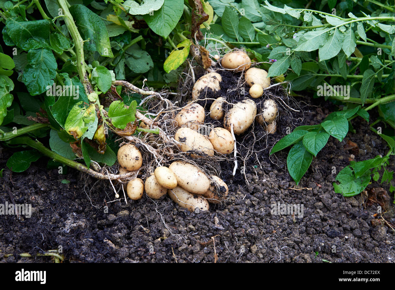 Potato maris piper garden hi-res stock photography and images - Alamy