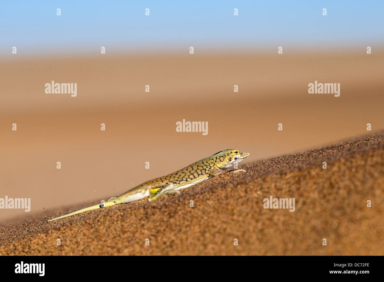 Shovel-snouted lizard (Meroles anchietae), Namib Desert, Namibia, April ...
